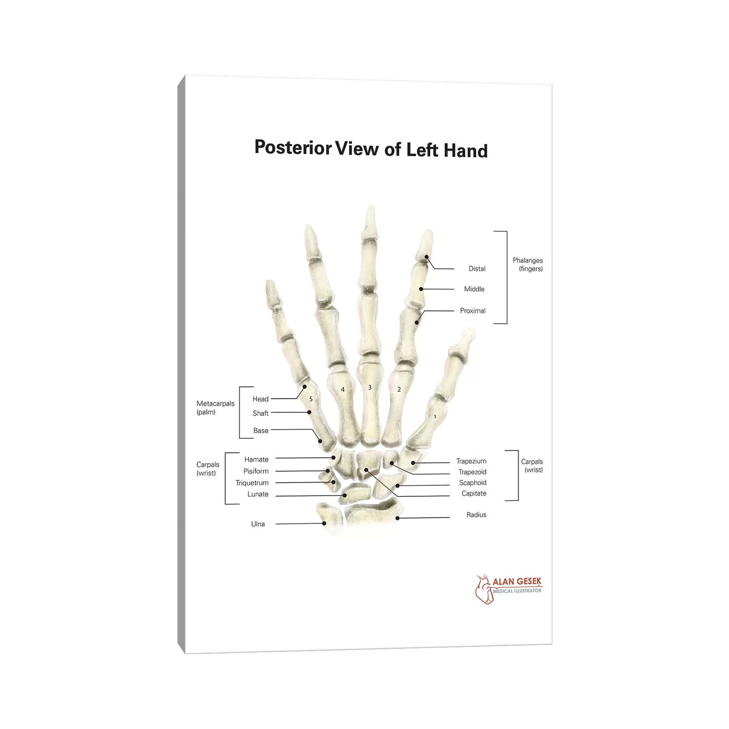 East Urban Home Posterior View Of Left Hand, With Labels by Alan Gesek ...
