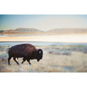 East Urban Home 'The Anonymous Buffalo' by Chelsea Victoria - Wrapped ...