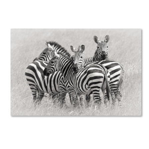 Zebra Print | Wayfair
