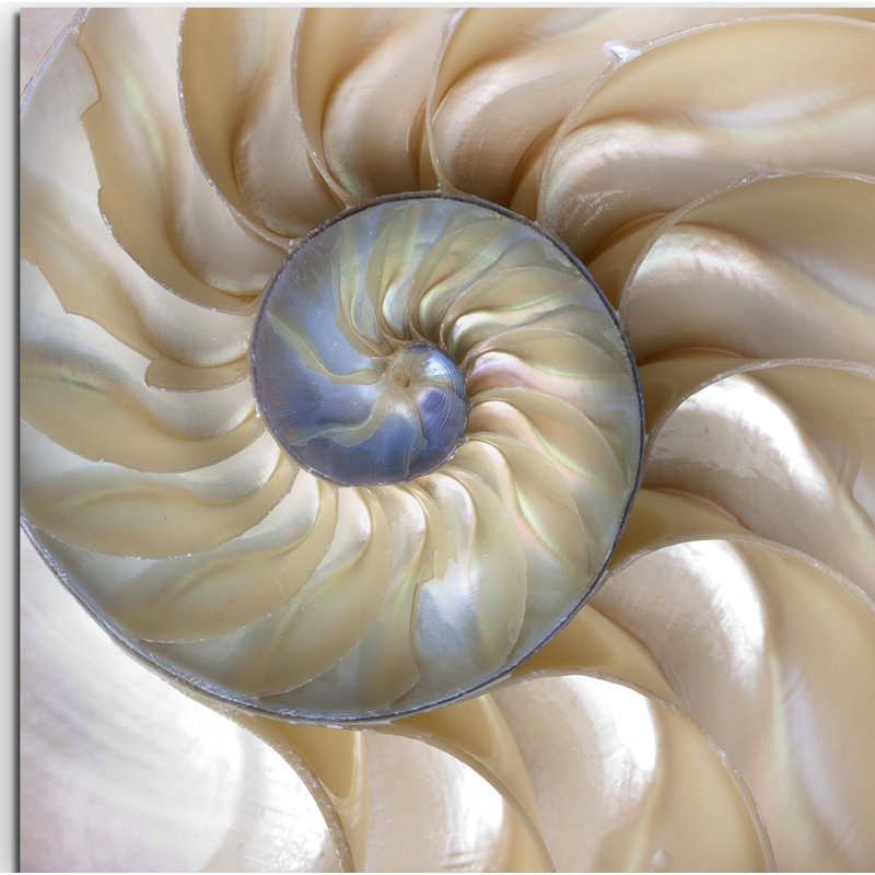 East Urban Home Fibonacci Pattern in a Shell Framed Photographic Art ...