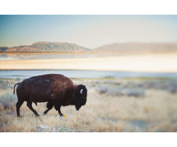 East Urban Home 'The Anonymous Buffalo' by Chelsea Victoria - Wrapped ...